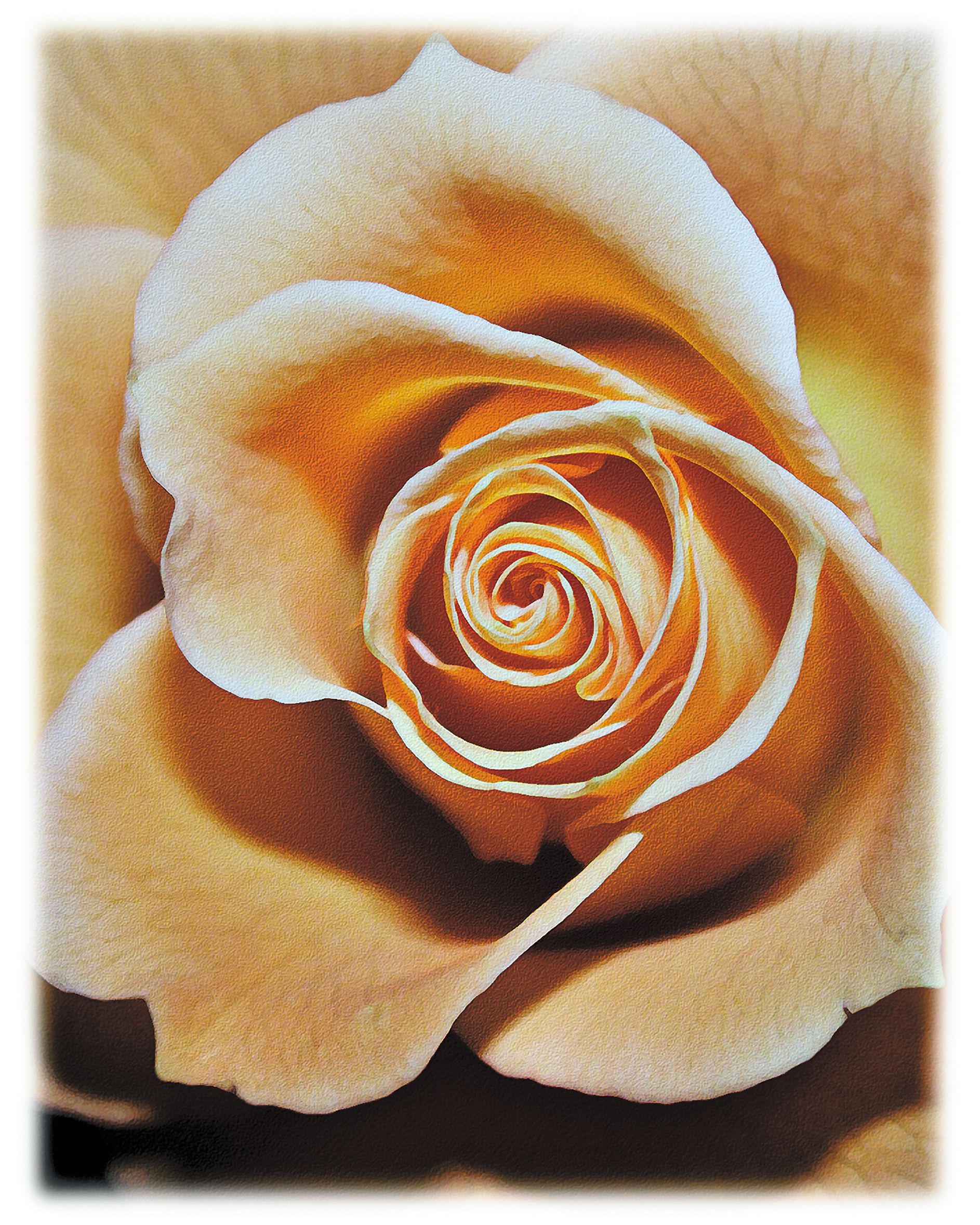 Beige Rose
